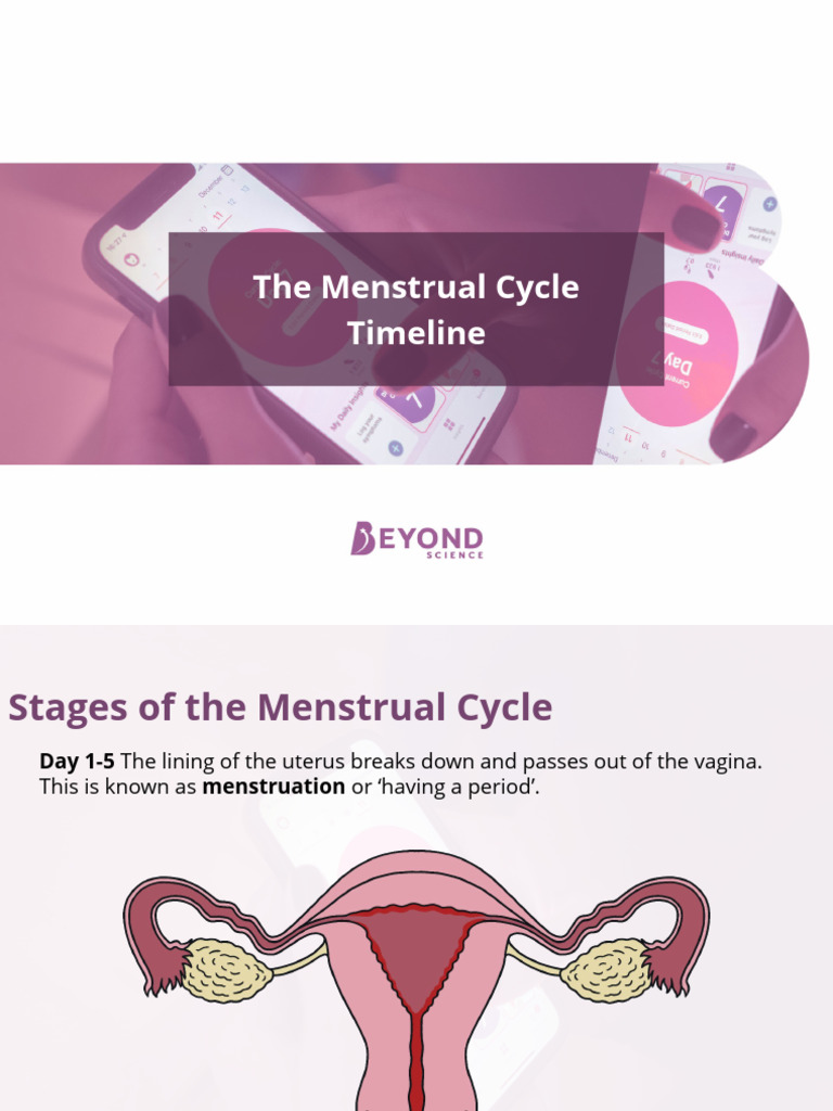 The Menstrual Cycle Timeline PowerPoint | PDF
