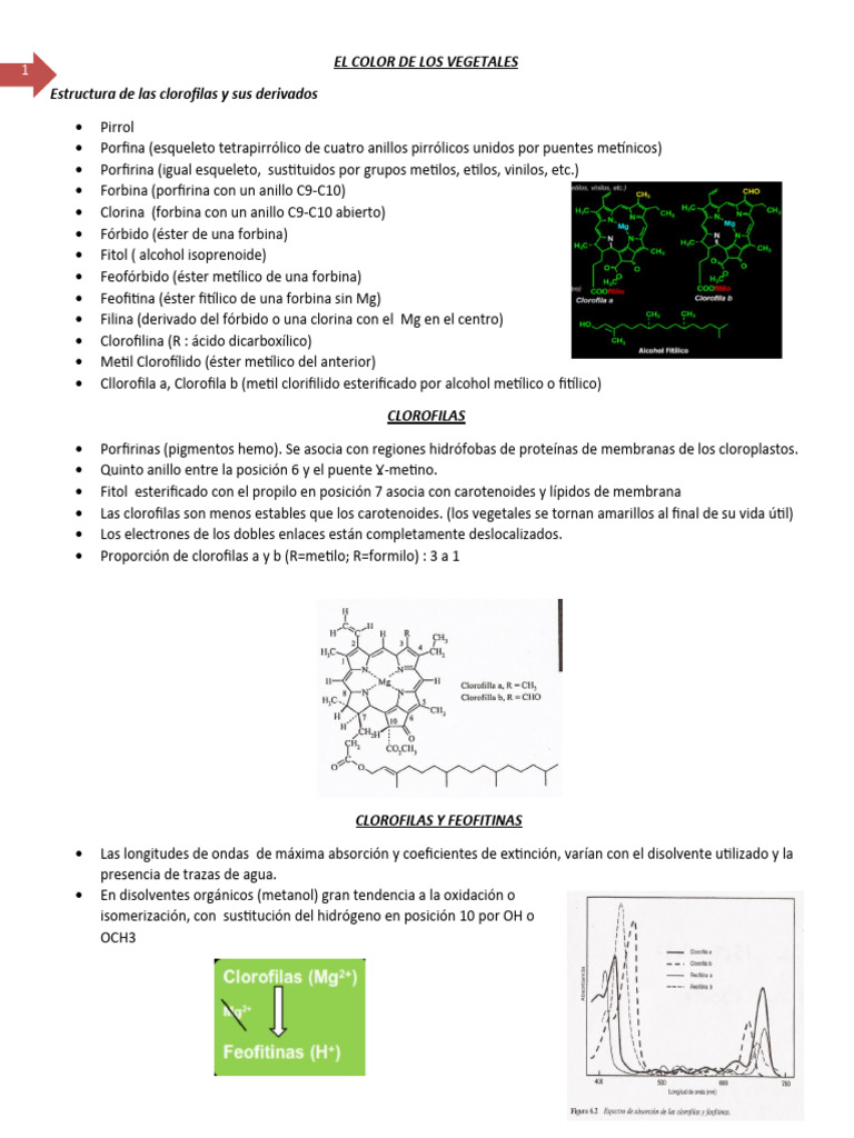 Clorofilas y Pigmentos en Vegetales | PDF