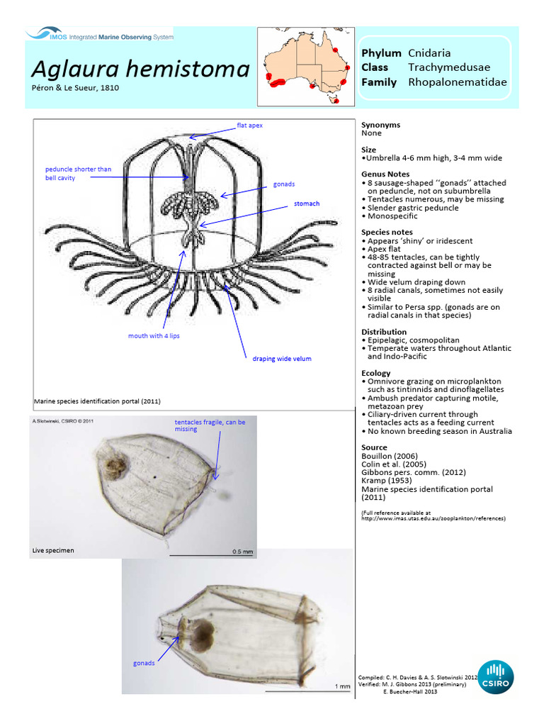 Cnidarian Species Overview and Ecology | PDF