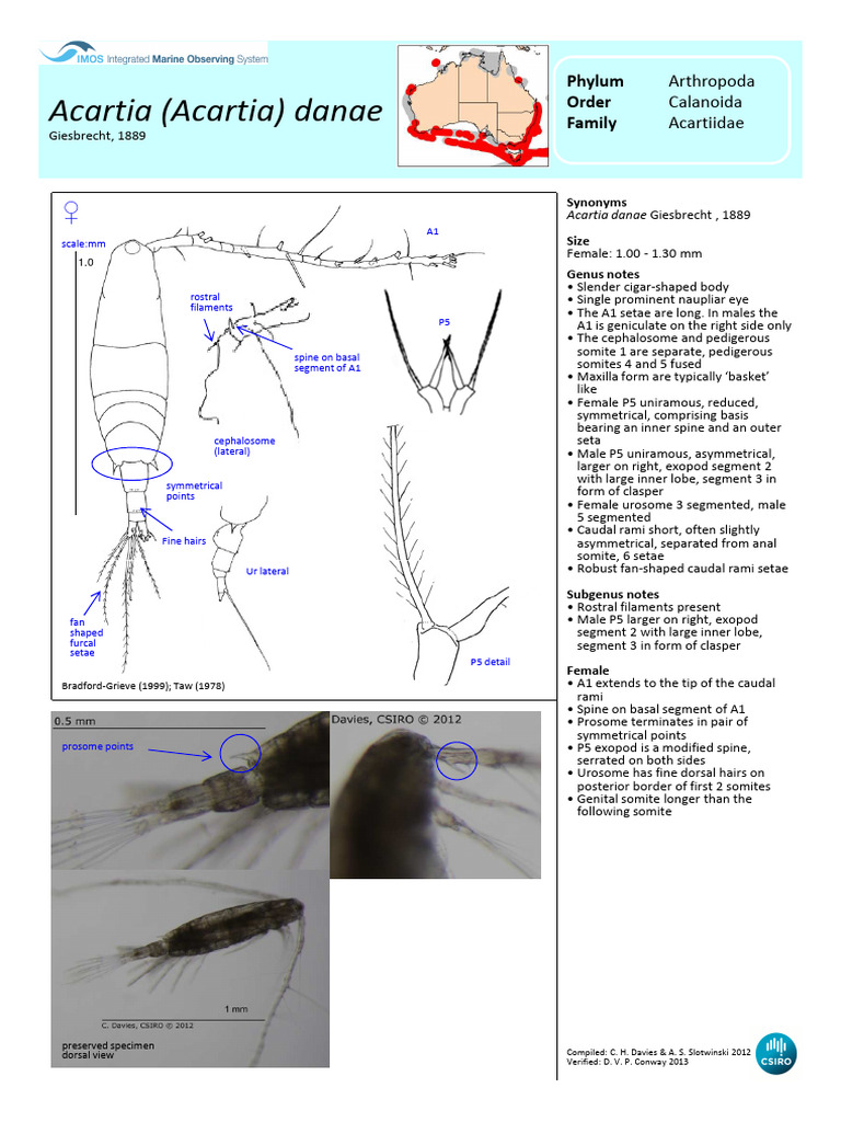 Calanoida Copepods | PDF