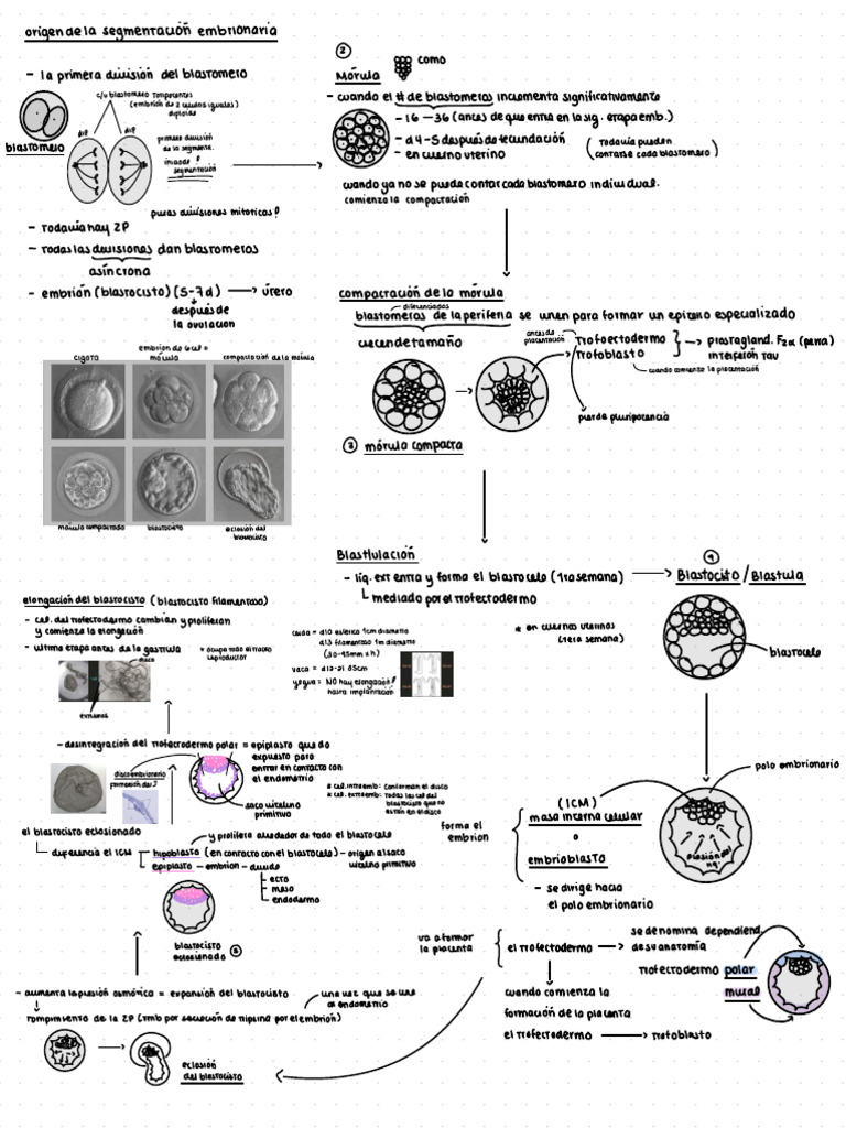 Embriología Veterinaria ? (Segmentación (Blastulación) ) | PDF