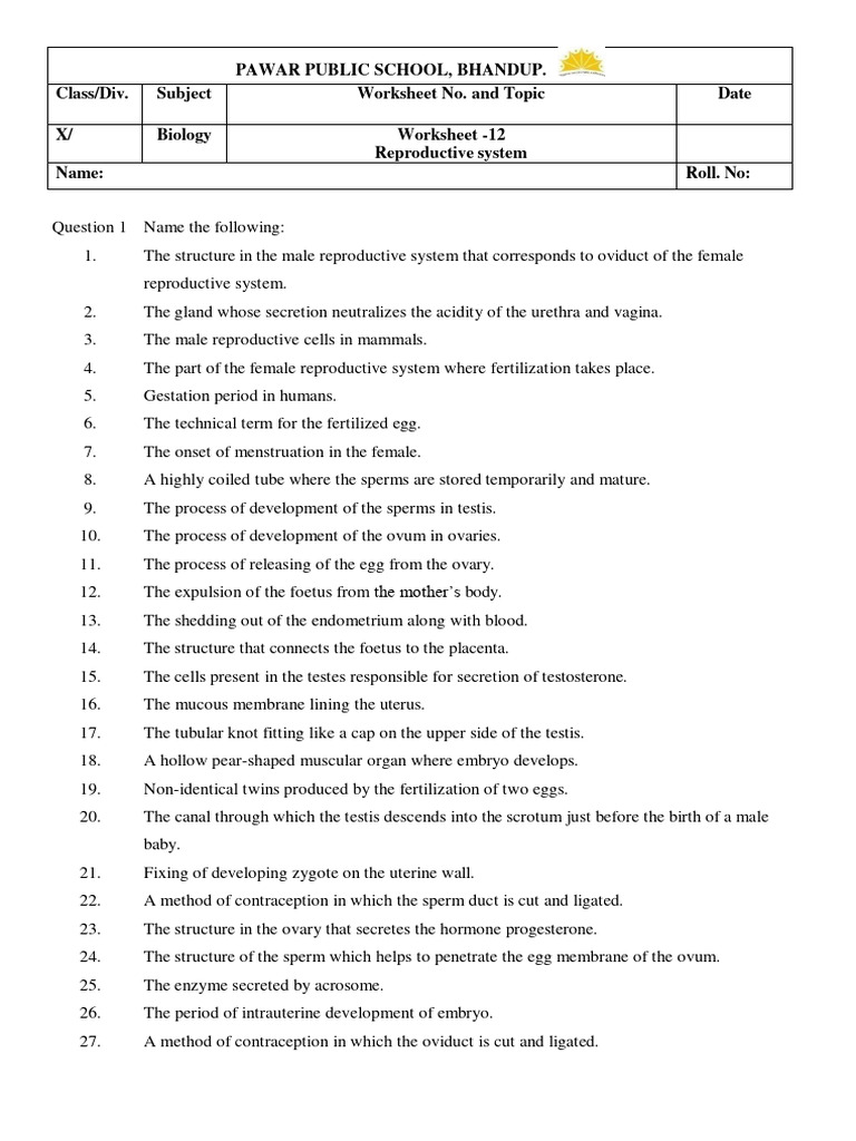 Male Reproductive System Worksheet | PDF | Reproductive System | Uterus