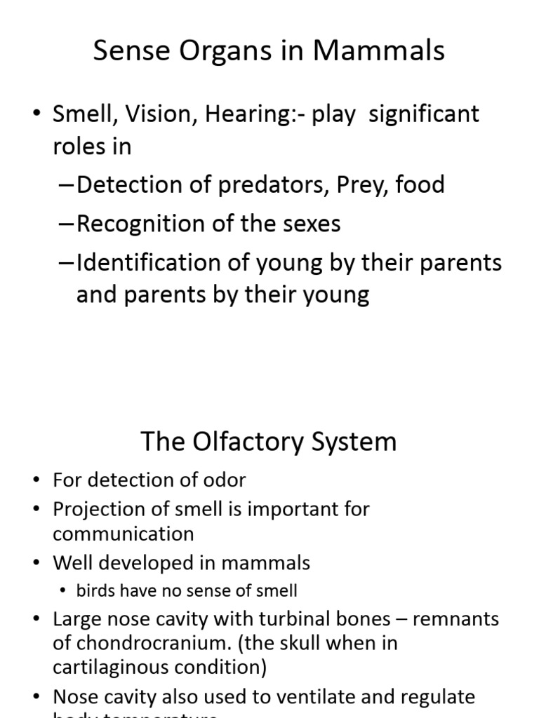 Mammalian Sense Organs 9 | PDF