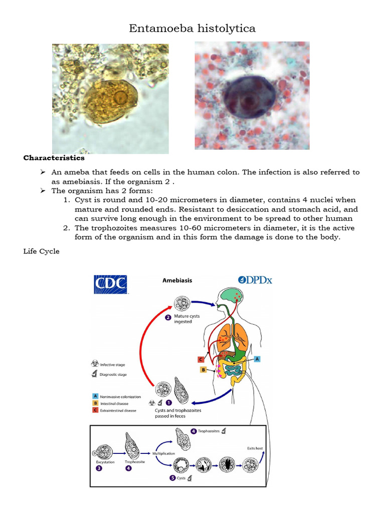 Entamoeba Histolytica | PDF