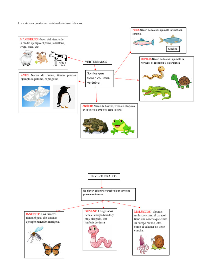 Clasificación de Animales: Vertebrados e Invertebrados | PDF | Organismos