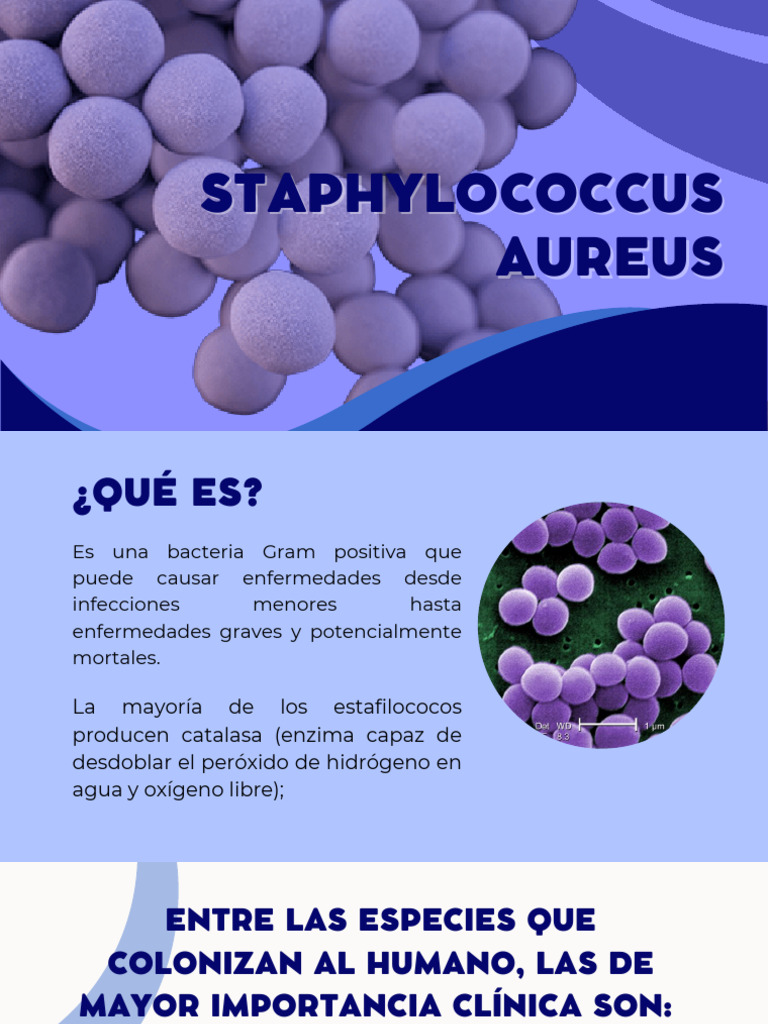 Staphylococcus Aureus | PDF