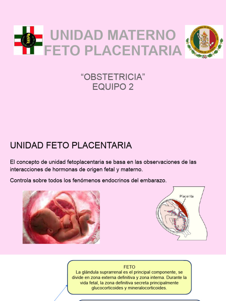 Unidad Materno Feto Placentaria | PDF | Placenta | Glucocorticoides