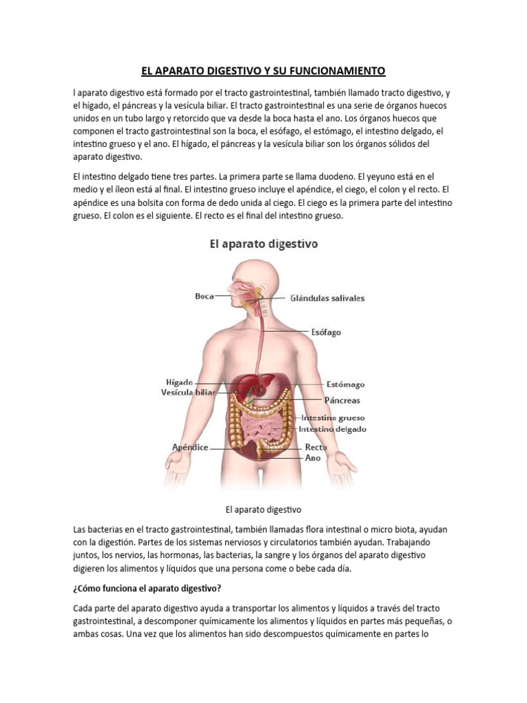 El Aparato Digestivo, Su Funcionamiento Y Partes – LROJBX