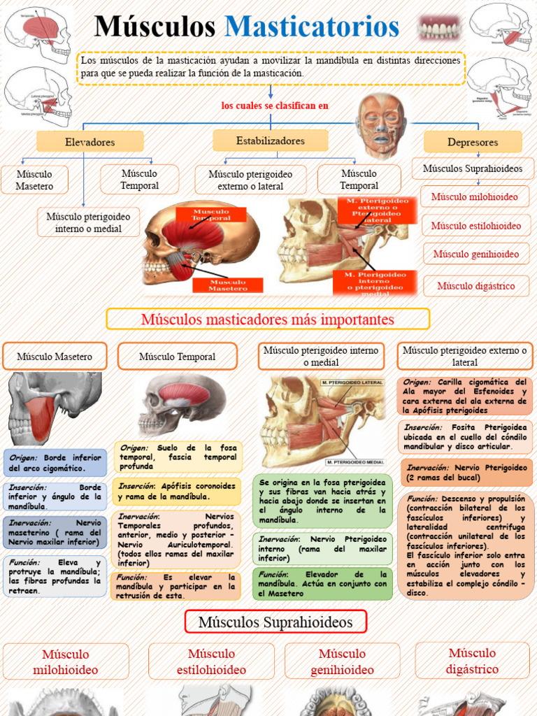 MUSCULOS MASTICADORES | PDF | Anatomía | Anatomía humana