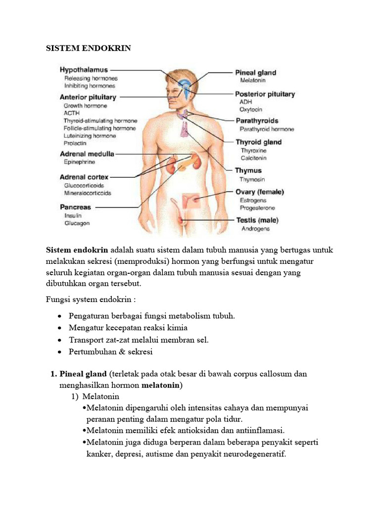 Anatomi Dan Fisiologi S. Endokrin Dan S. Digestive | PDF