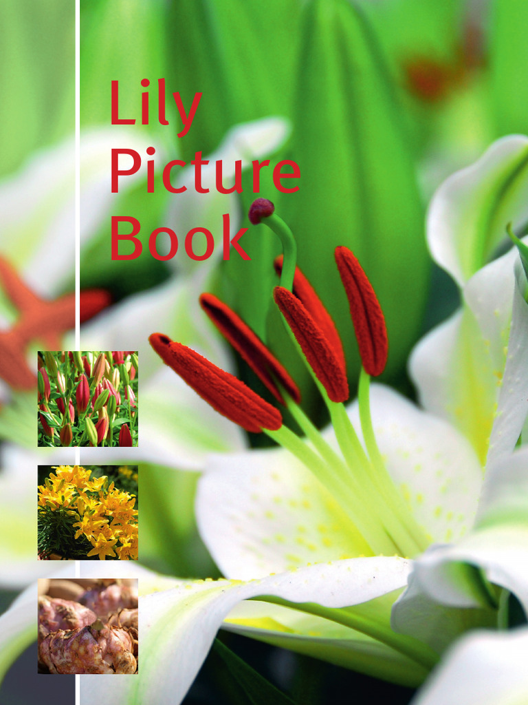 Lily Picture Book | PDF