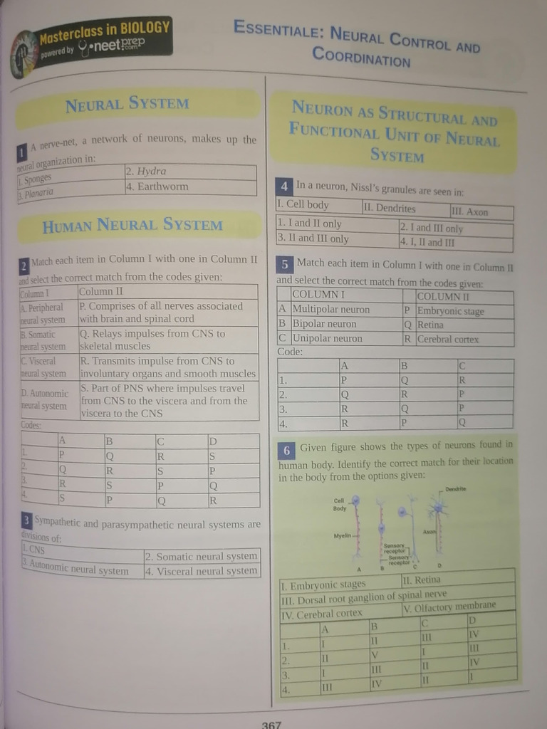 MC Neural Control, and Coordination | PDF