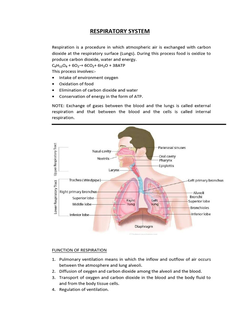 Respiratory System | PDF