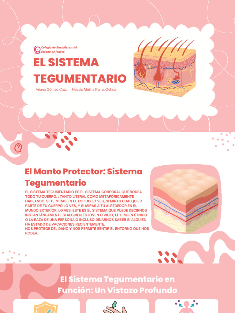 Sistema Tegumentario 5-B | PDF | Piel | Pelo