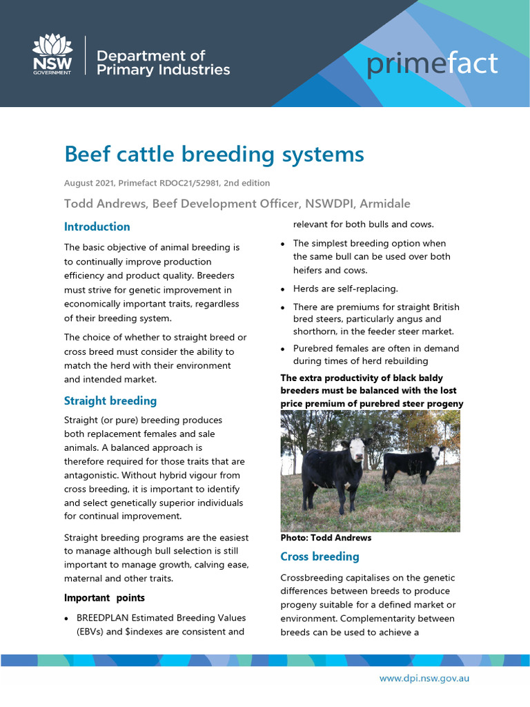 Beef Cattle Breeding Systems Overview | PDF | Cattle | Selective Breeding