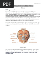 Función y Anatomía del Músculo Mentoniano | PDF | Cara | Anatomía humana
