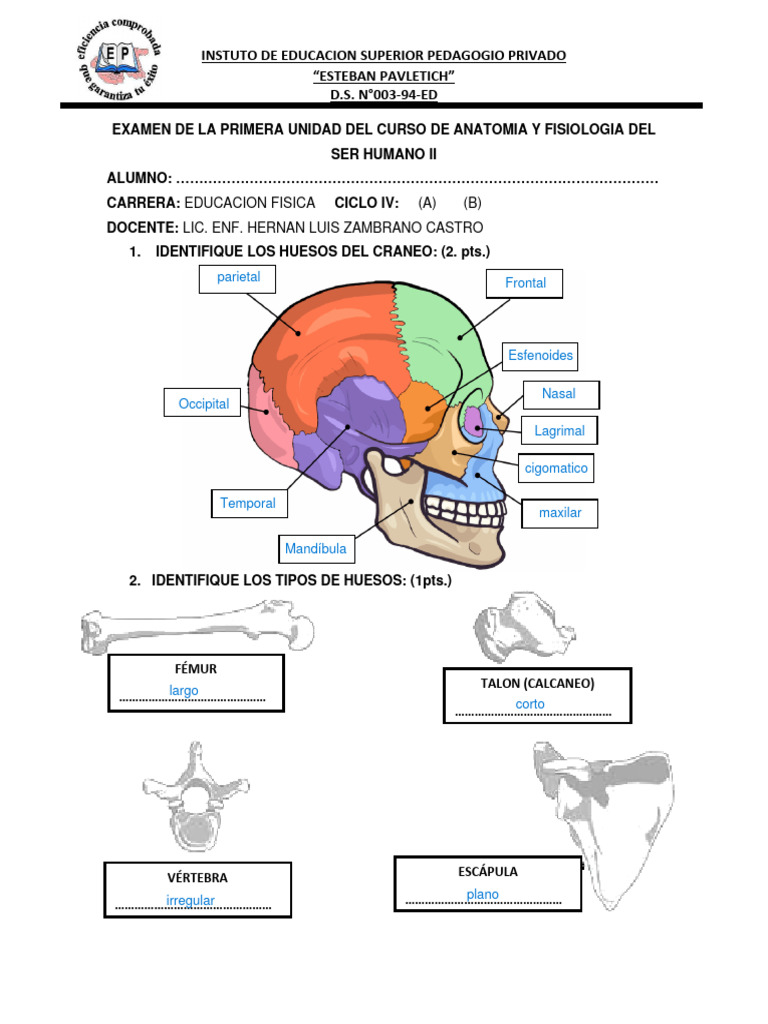 Examen I Unidad | PDF | Sistema musculoesquelético | Sistema esquelético