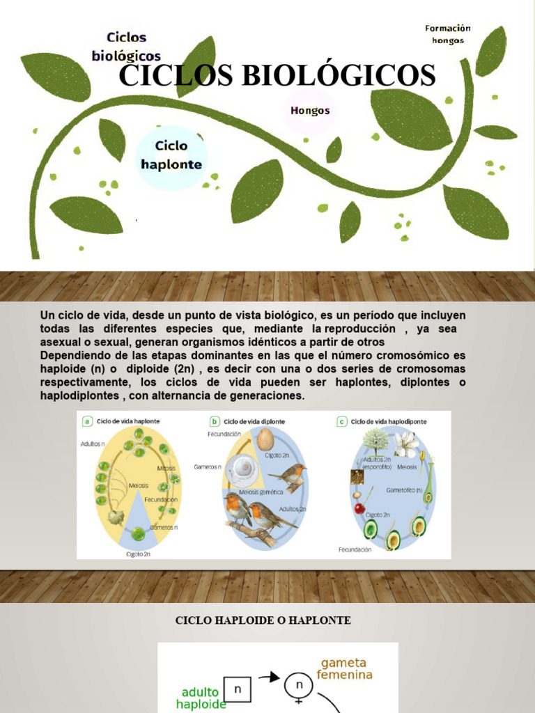 Ciclos Biológicos | PDF