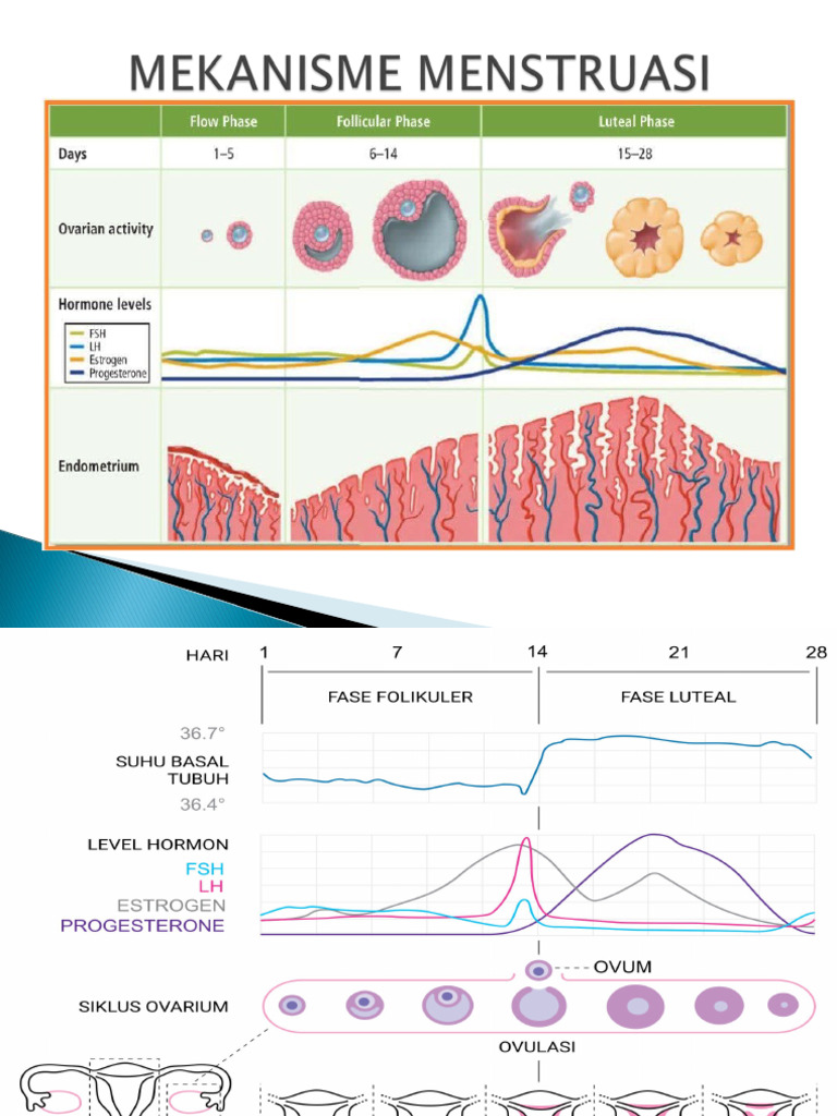 Mekanisme Menstruasi | PDF