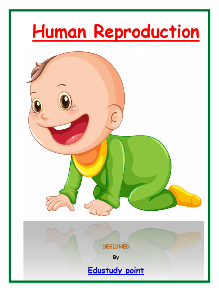 Human Reproductive System Overview | PDF | Menstrual Cycle | Testicle