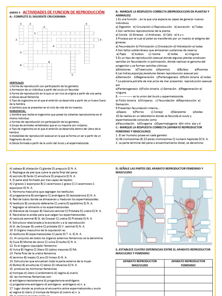 Anexo N 3 Actividades de Reproduccion 4to | PDF | Sistema reproductivo | Reproducción