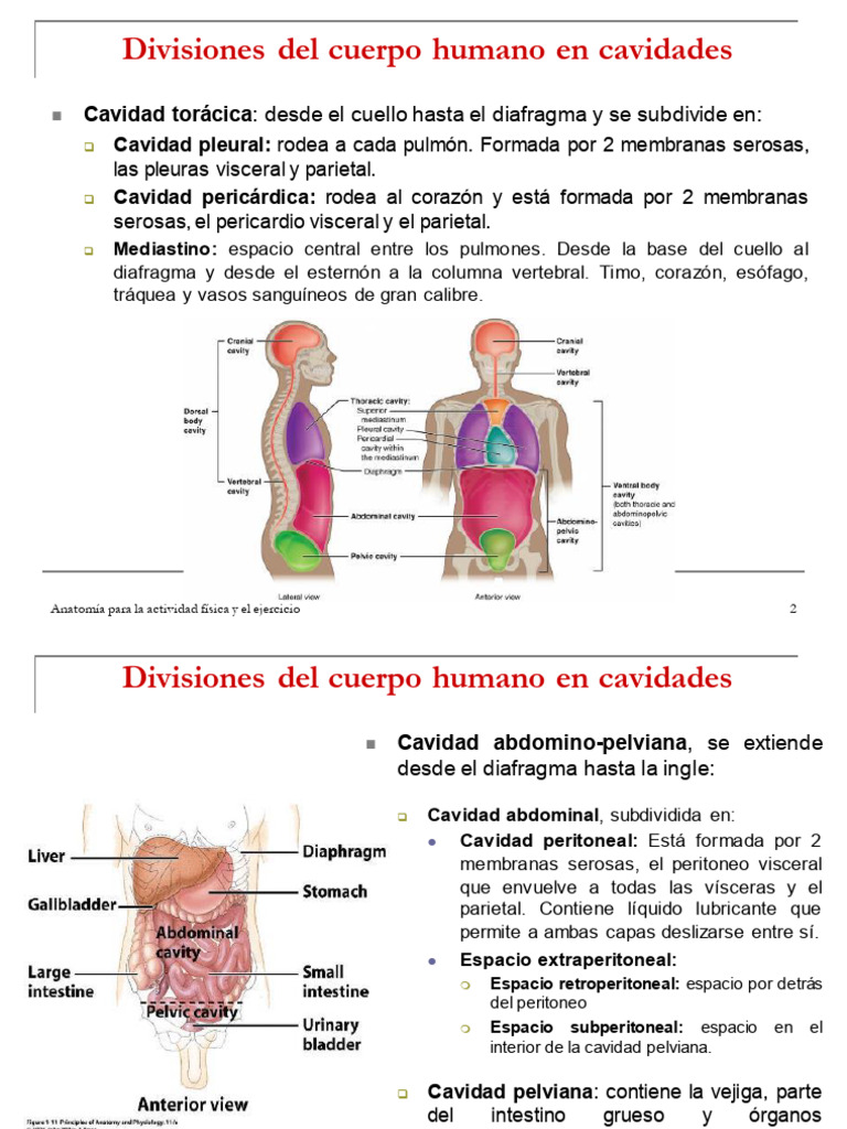 Anatomía de Cavidades Corporales | PDF | Peritoneo | Zoología