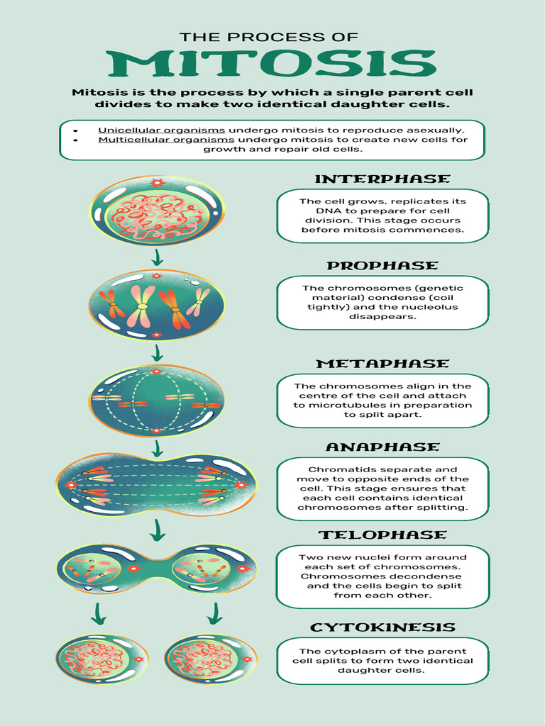 Mitosis Infographic in Green Blue Hand Drawn Style | PDF