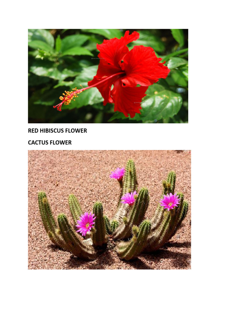 Flower Assignment | PDF