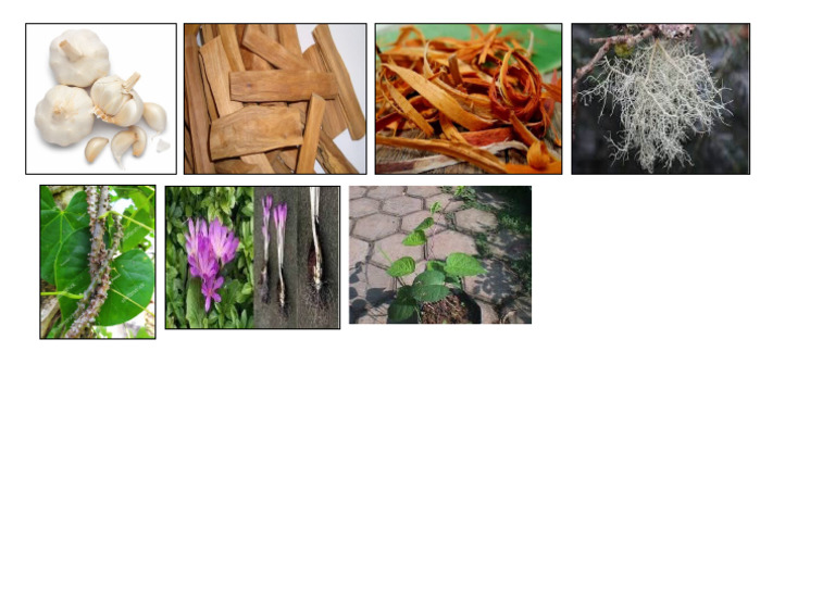 Bulbus, Cormus | PDF