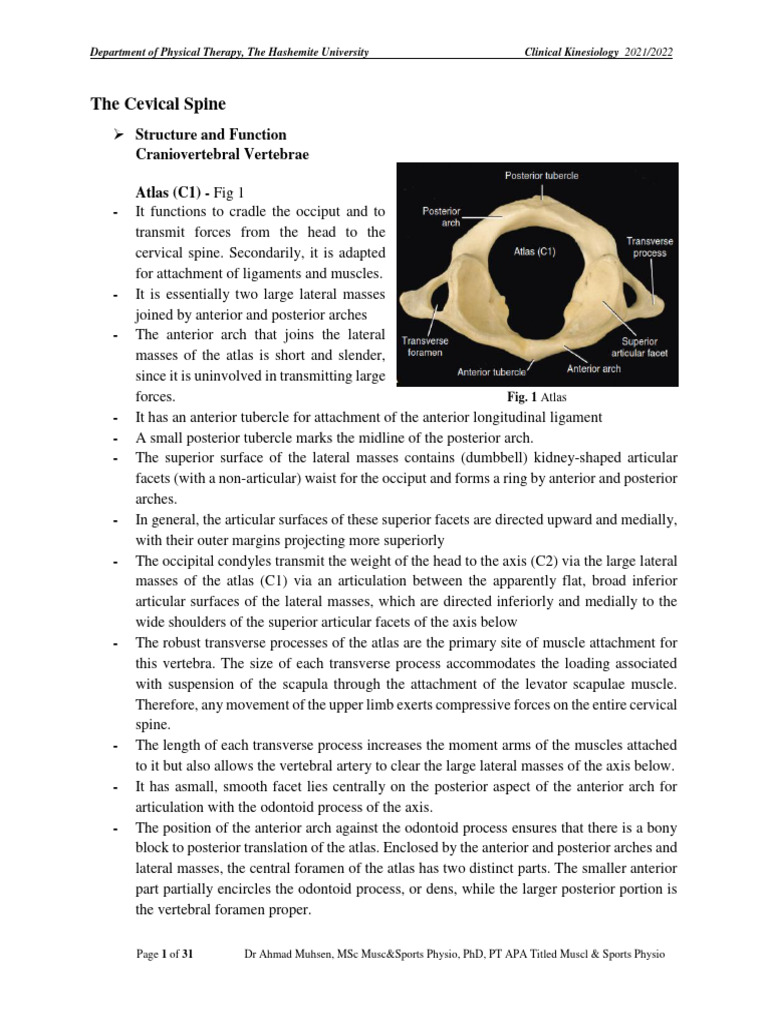 Cervical Spine | PDF | Vertebra | Vertebral Column