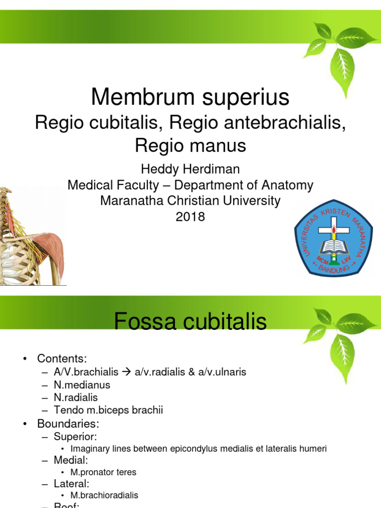 Membrum Superius (Forearm - Hand) | PDF | Thumb | Limbs (Anatomy)