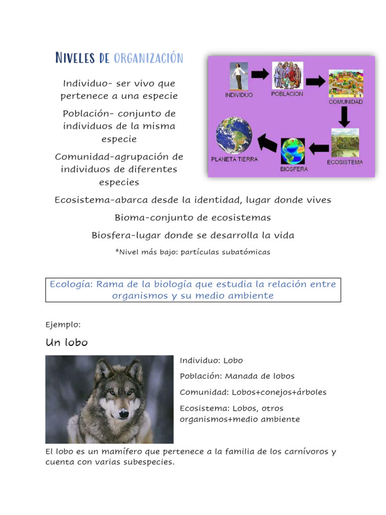 Niveles de Organizacion | PDF