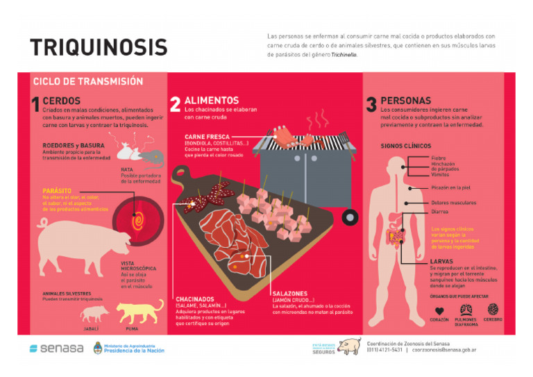 Triquinosis Infografia | PDF