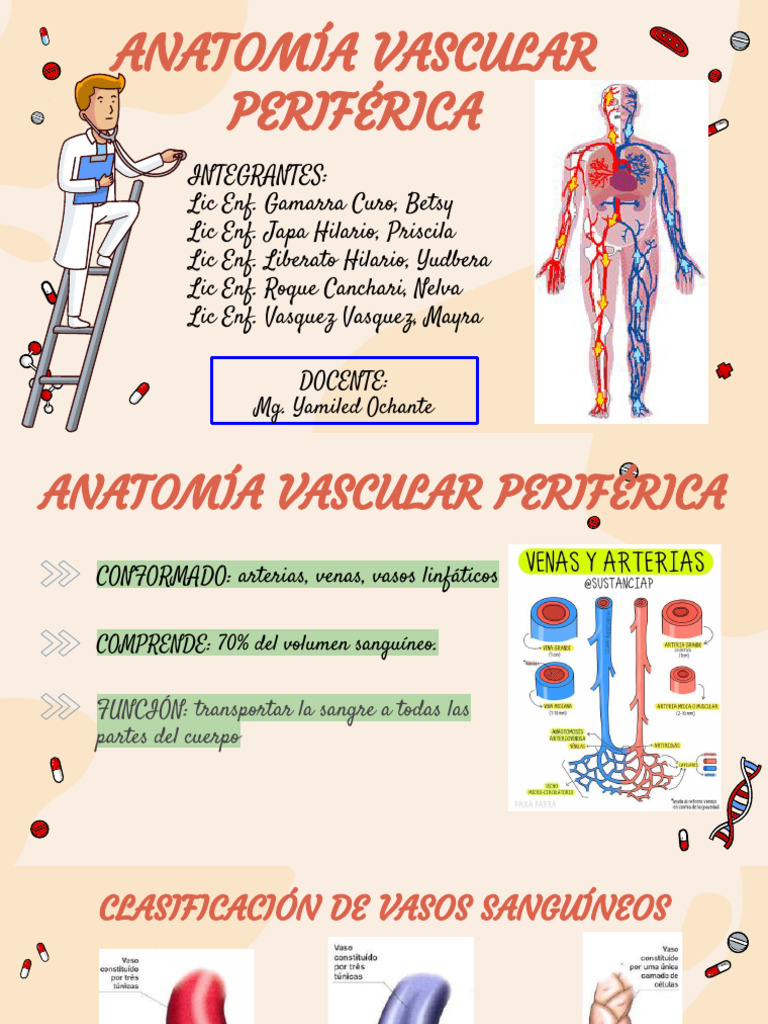 Anatomia Vascular | PDF | Artería | Vena