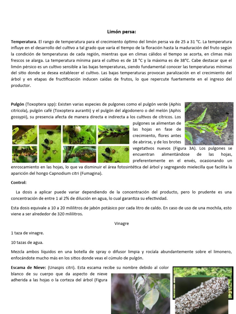 Limón Persa | PDF | Limón | Plantas