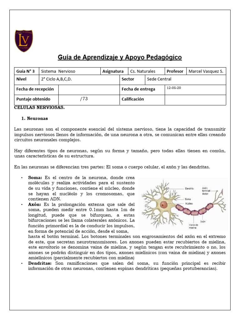 Guia Sistema Nervioso II NIVEL | PDF | Neurona | Sistema nervioso Guia Sistema Nervioso II NIVEL | PDF | Neurona | Sistema nervioso