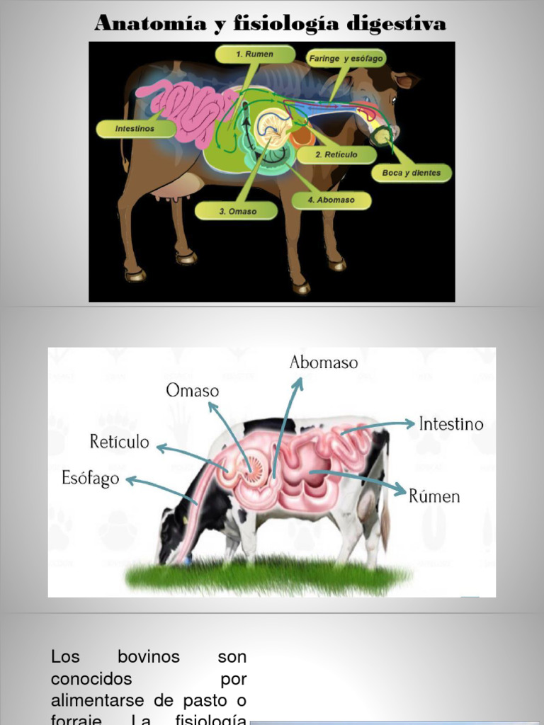 Fisiología Digestiva de la Vaca | PDF | Digestión | Esófago