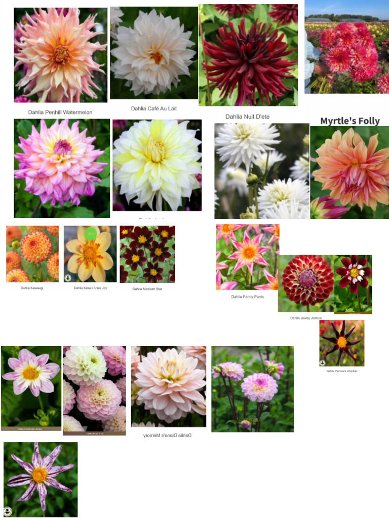 Grote Dahlias | PDF