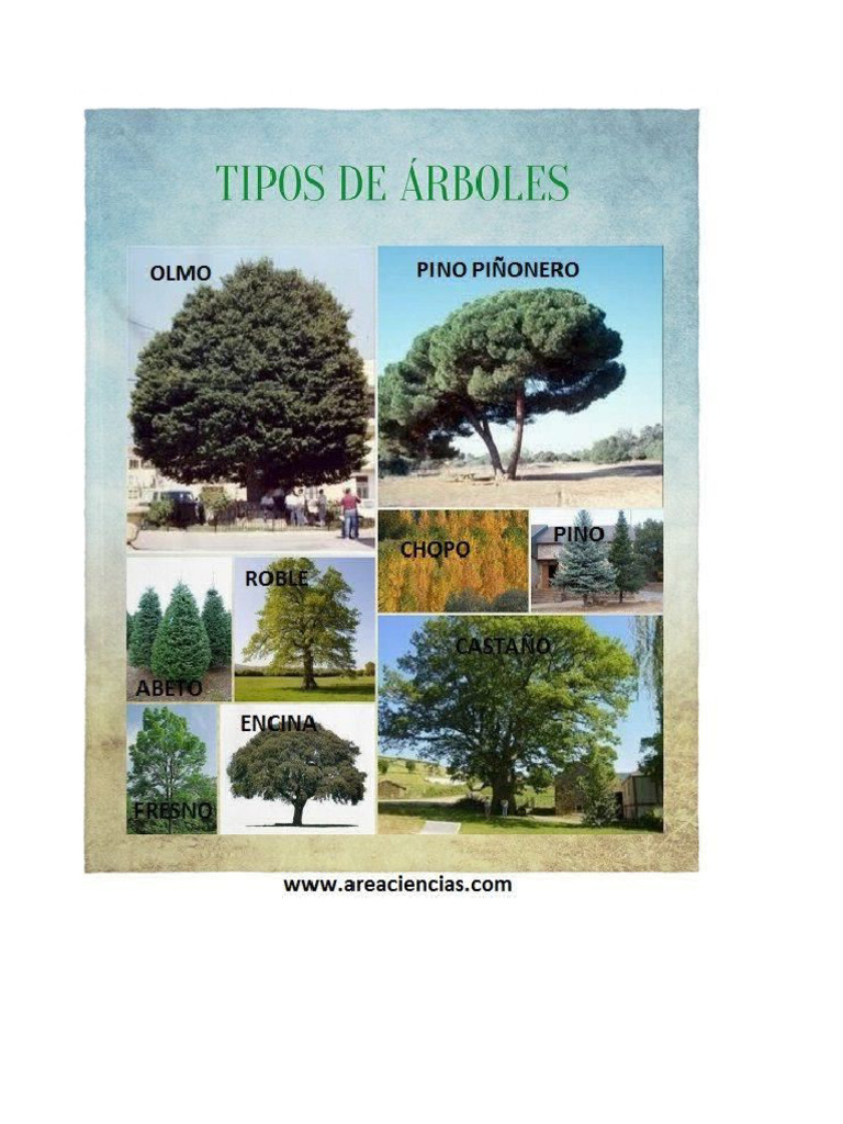 Arboles | PDF