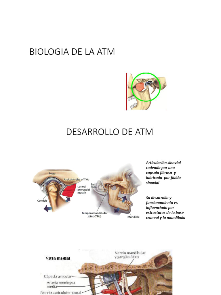 Biologia de La Atm | PDF | Articulación | Cartílago