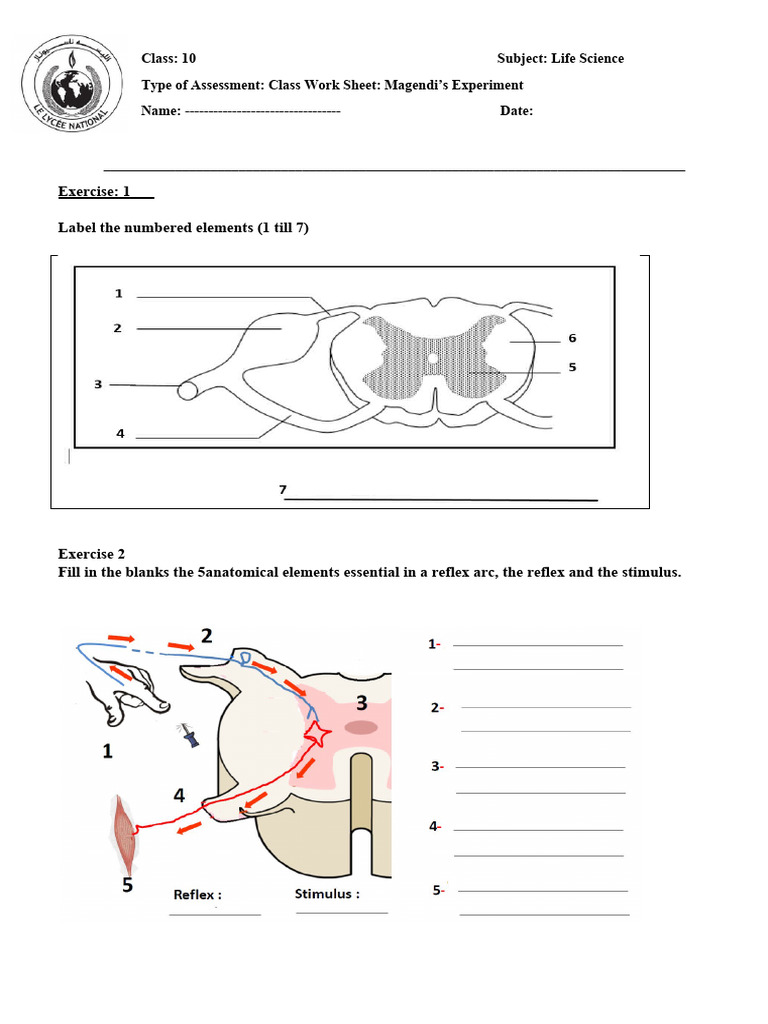 Reflex Experiments-Magendie's | PDF | Neuroanatomy | Neurophysiology