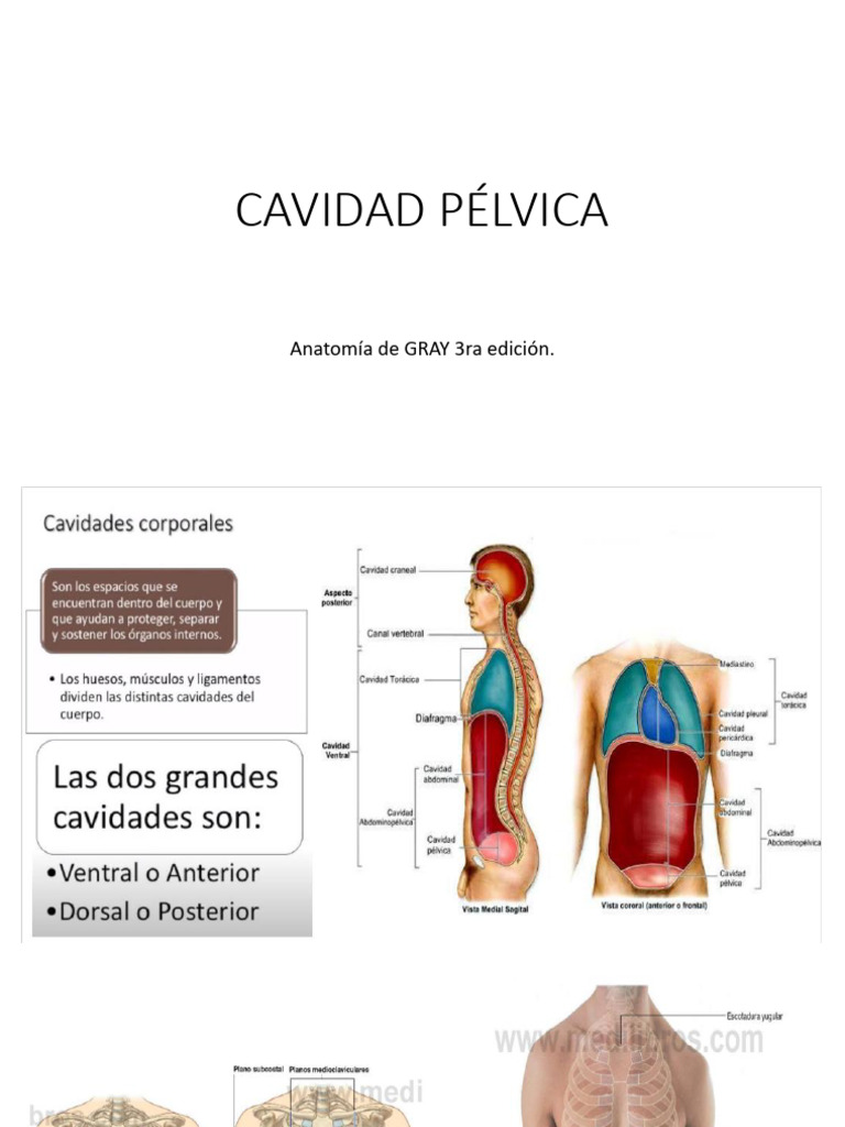 Cavidad Pélvica Pdf