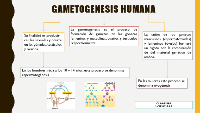 Gametogénesis Humana: Formación de Gametos | PDF | Ciencia y matemáticas