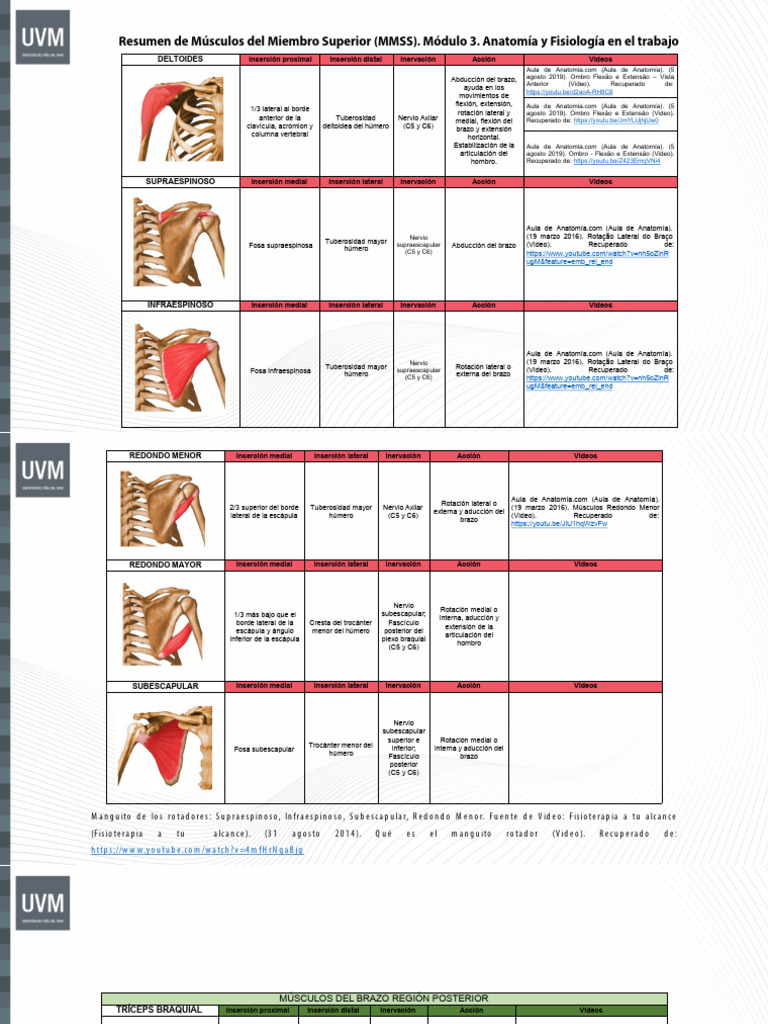Resumen Músculos MMSS | PDF | Mano | Codo