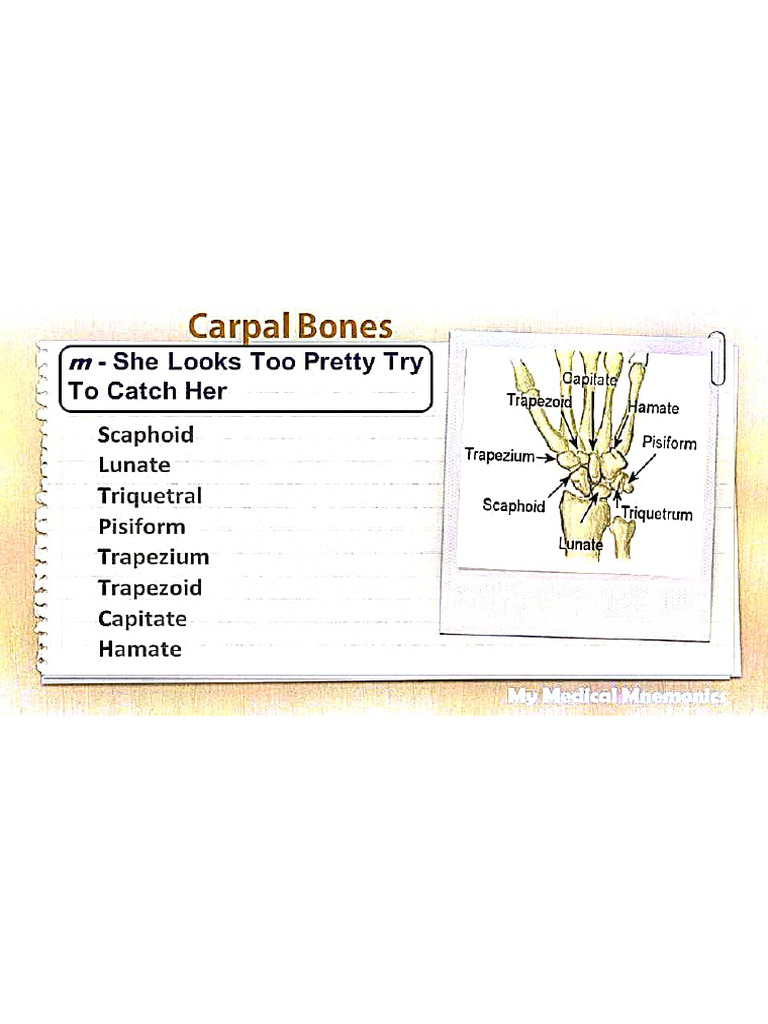 All anatomy mnemonic | PDF