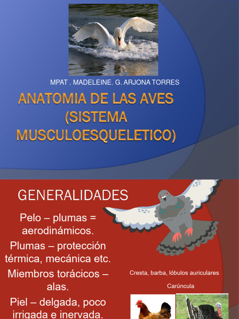 Anatomía del Sistema Musculoesquelético Aviar | PDF | La columna ...