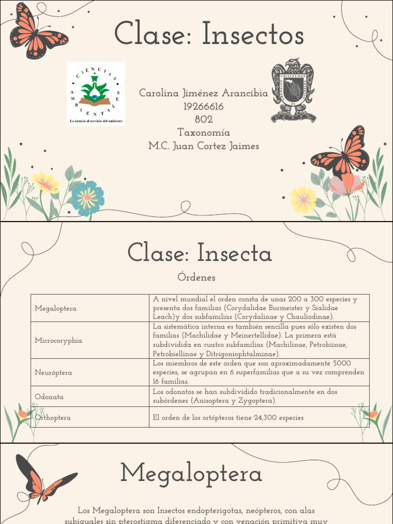 Clases de Insectos: Endopterigotas | PDF | Insectos | Hexapoda