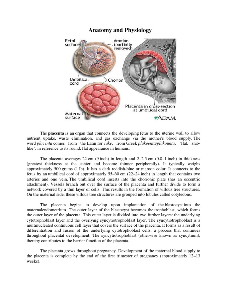 Anatomy and Physiology of Placenta | PDF | Placenta | Human Reproduction