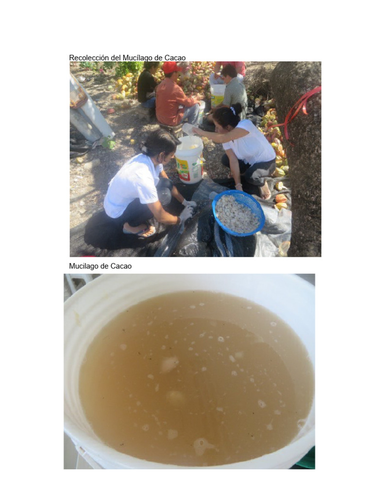 Recolección del Mucílago de Cacao | PDF
