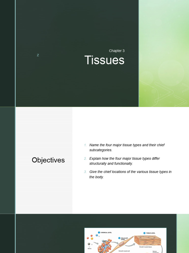 4 Tissues Student | PDF